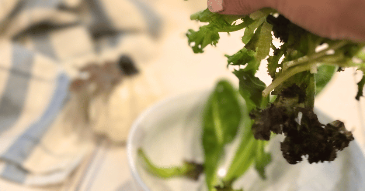 FLORIDA FALL HARVEST SALAD: SUNSHINE IN EVERY BITE - The Wandering ...