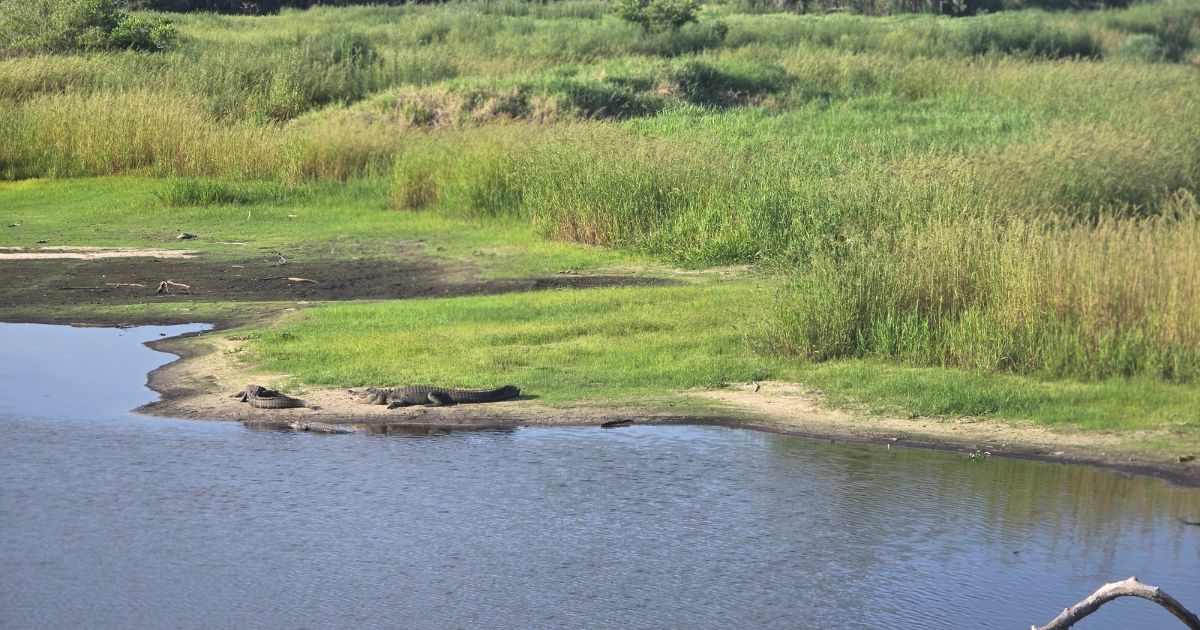 MYAKKA RIVER STATE PARK: WILD FLORIDA ADVENTURES FOR FAMILIES - The ...